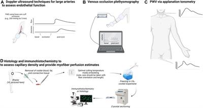 Frontiers | Making the case for resistance training in improving vascular function and skeletal ...